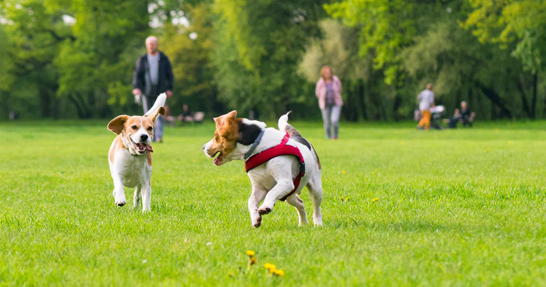 Trending Legislation Dog Parks General Code
