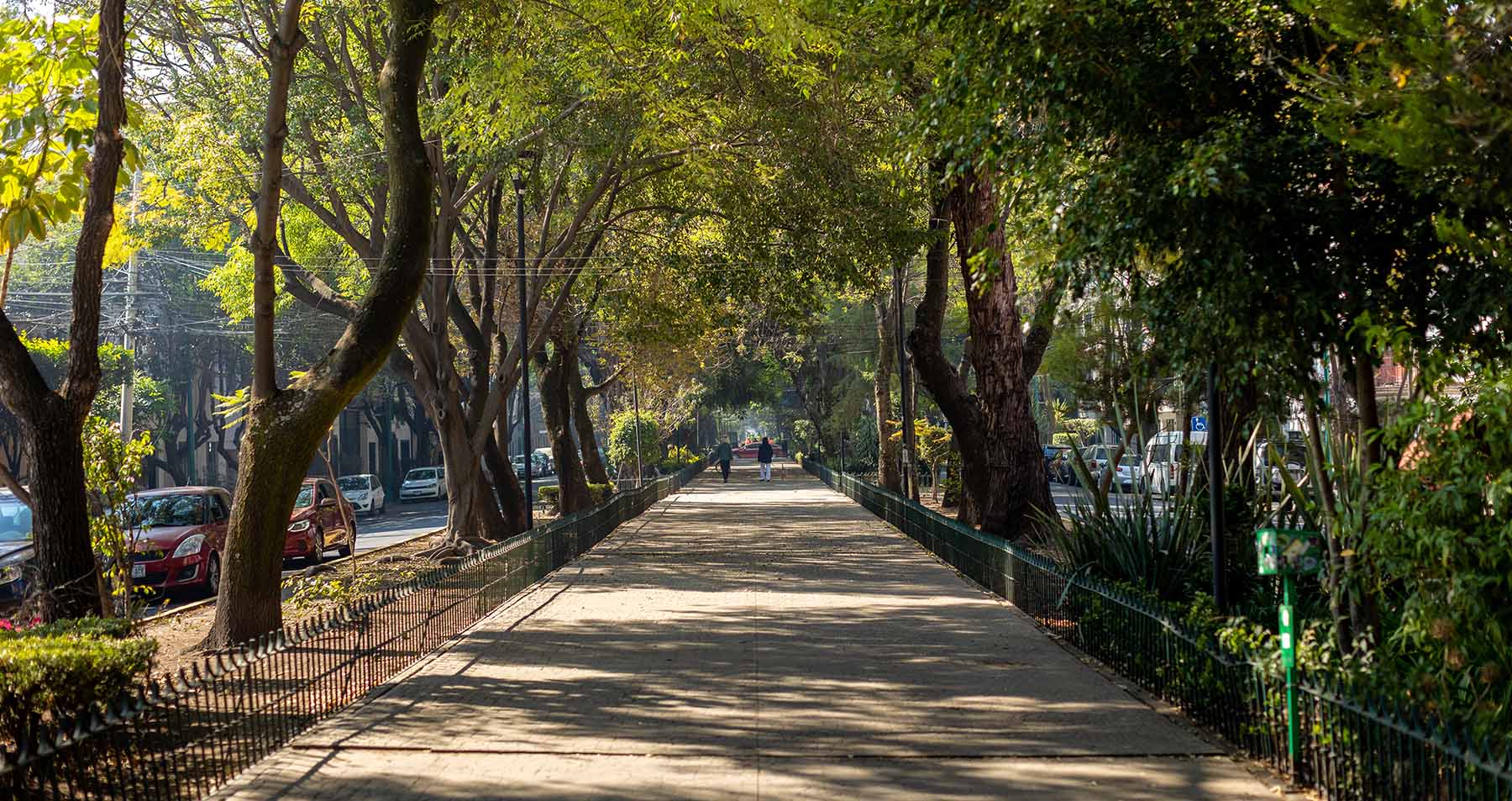 Tree Canopy Preservation Legislation - General Code